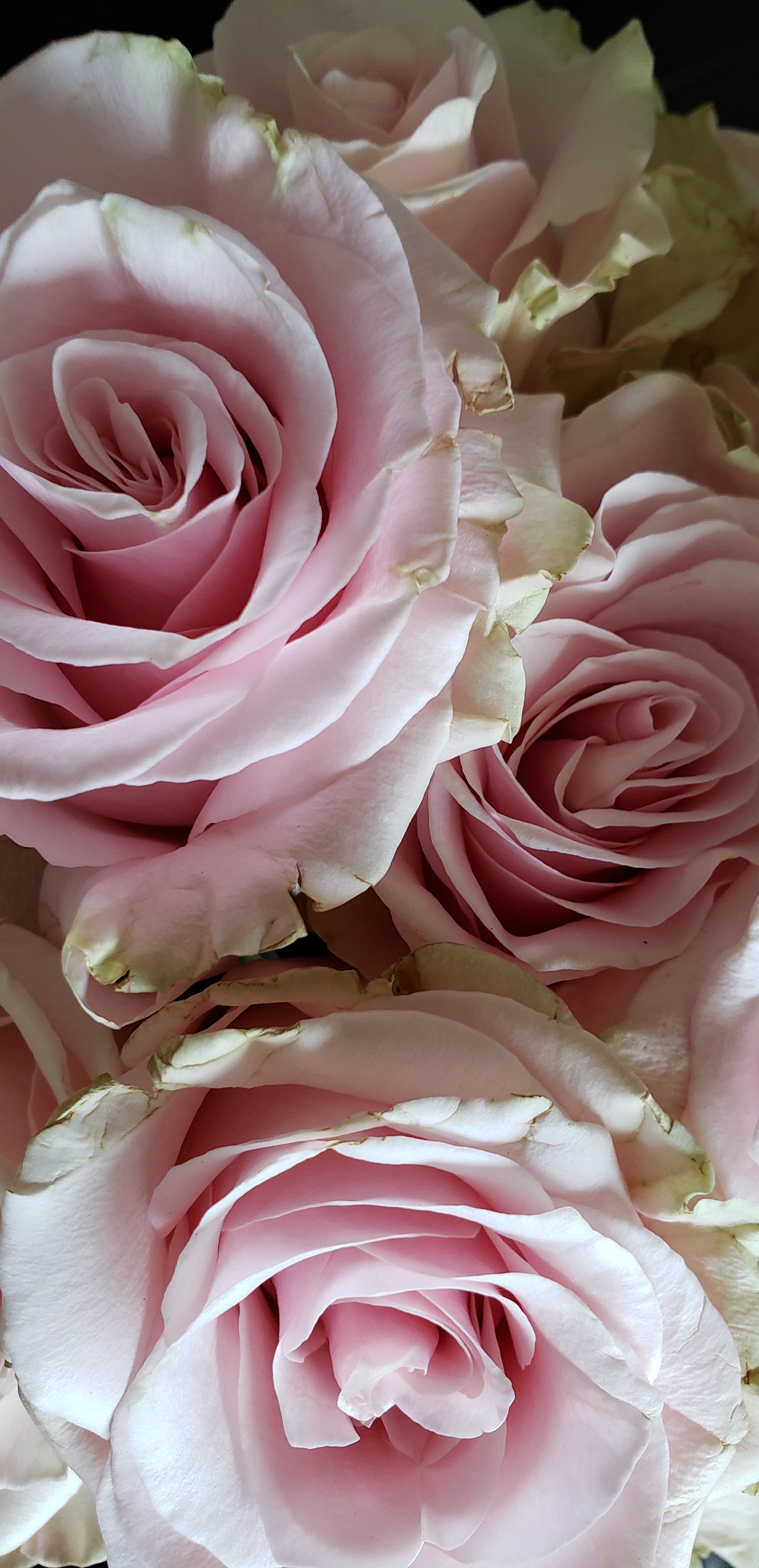 Anatomy of A Rose – tjbgraphy